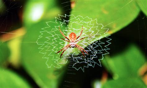 Spiders Build Their Webs Differently When The Noise Gets Too Loud Earth Com