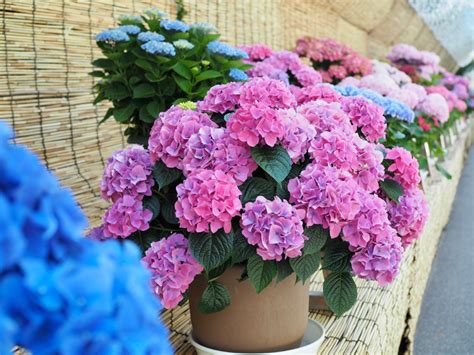 5 Must Grow Dwarf Hydrangea Cultivars For A Narrow Border Or Garden Bed Horticulture Magazine