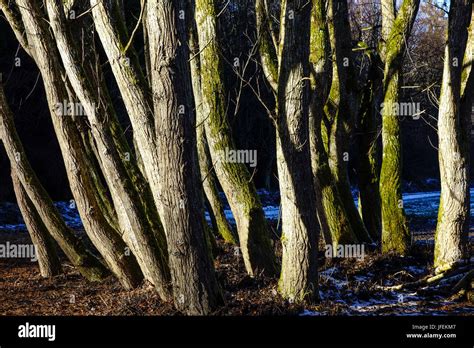 Trees Without Leaves Hi Res Stock Photography And Images Alamy