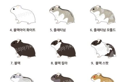 햄스터의 종류 지식in