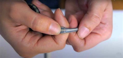 How To Sex A Corn Snake Male Or Female Gender