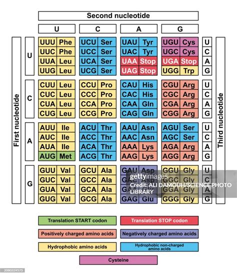 Rna Codon Table Illustration High Res Vector Graphic Getty Images