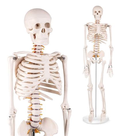 Mini Human Skeleton Model For Anatomy 33 5 1 2 Life Size With Nervous System Anatomical