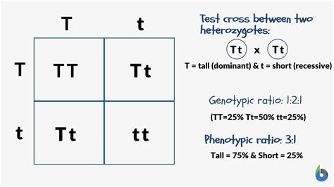 Phenotype Example Punnett Square Dna And Inheritance — The Science