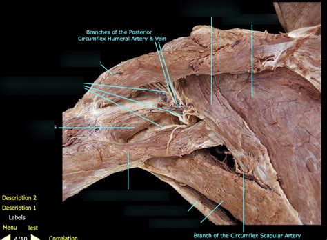 Axillary Nerve And Quadrangular Space Diagram Quizlet