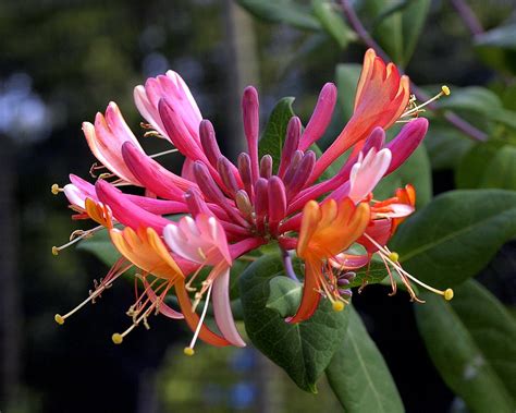Honeysuckle Flower Pictures