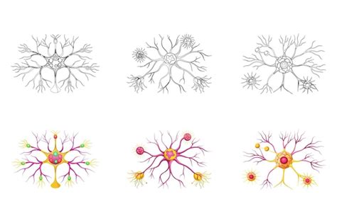 Various Neuron Types Are Illustrated Displaying Distinct Structures