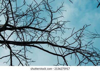 Naked Branches Tree Against Blue Sky Stock Photo Shutterstock