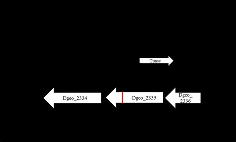 Pcr Detection Of Insertion Sequence Is Transposition In Four Sm Download Scientific Diagram