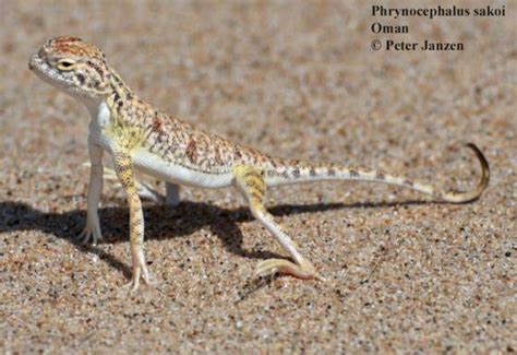 Phrynocephalus Sakoi The Reptile Database