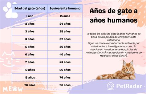 ¿cuánto Viven Los Gatos Además Cómo Ayudarles A Vivir Más Tiempo