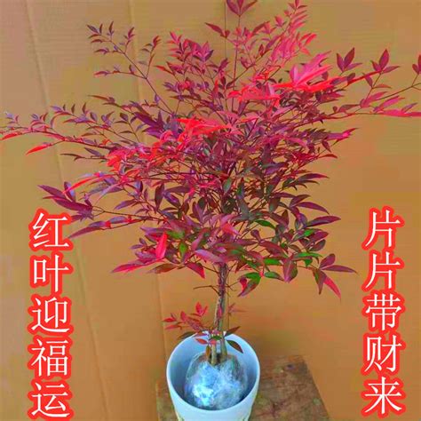 南天竹盆栽小苗火焰红室内花红天竹苗耐寒观叶花卉绿植物阳台盆景 虎窝淘
