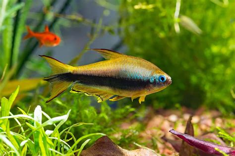 Care Sheet Emperor Tetra Nematobrycon Palmeri Aquariadise