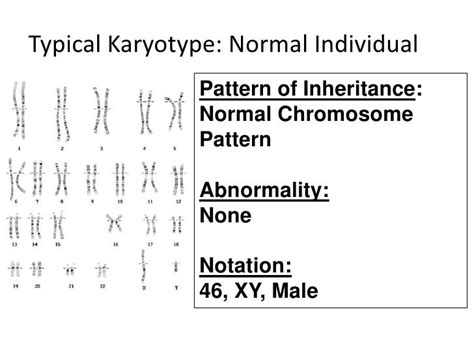 human genetic inheritance patterns