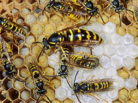 Queen Wasp Vs Worker Wasp