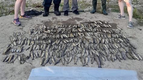 News Archives Trout And Salmon