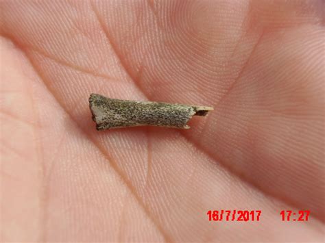 Fossil Bird Bone Fossil Id The Fossil Forum