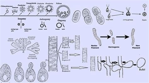 Algae Algae Reproduction Biology Notes Online