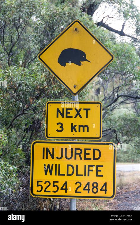 A Traffic Road Warning Sign Of A Echidna On The Great Ocean Road In