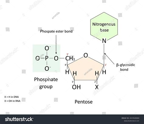 Nucleotide Model