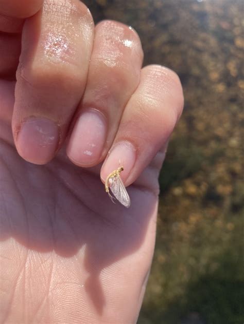 Need Help With Mayfly Species Identification I Have A Picture Of A