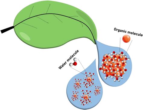 Display Of The Hydrophobic Effect Of Organic Molecules In Water