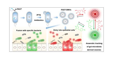 Fluorescence Activating And Absorption Shifting Nanoprobes For Anaerobic Tracking Of Gut
