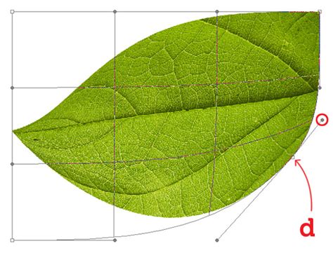 How To Create A D Leaf From A Texture Photograph