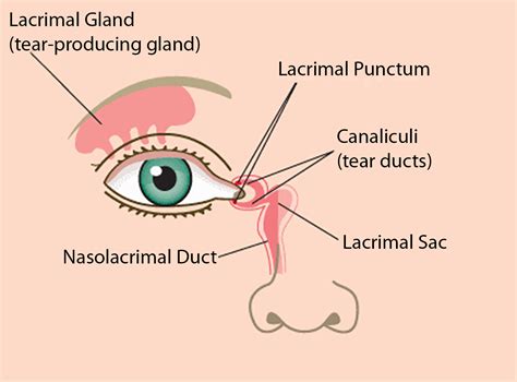 Lacrimal Duct Probe