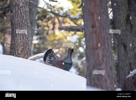 Western Capercaillie Tetrao Urogallus Singing In A Forest In The Aran