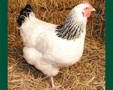 Купить кур несушек в Москве Орлов Двор