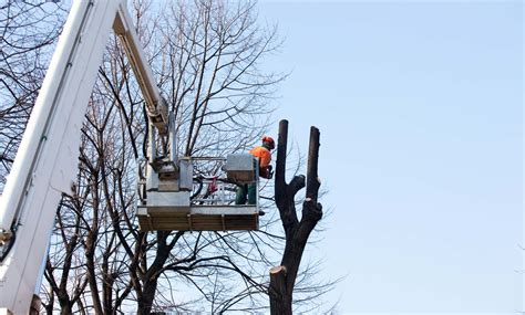 6 Things You Need To Know Before Tree Lopping In Perth Lumberjacks WA Tree Services Perth