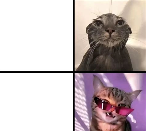 Crazy Cat Blank Template Imgflip