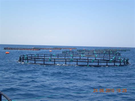 Farming Aquaculture Fish Cage Fish Cage And Cage