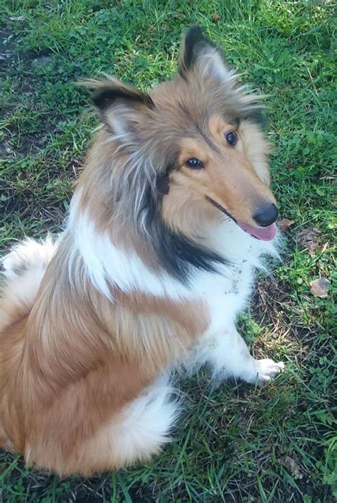 Gallery Of Our Scottish Collies Scottish Collie Preservation Society
