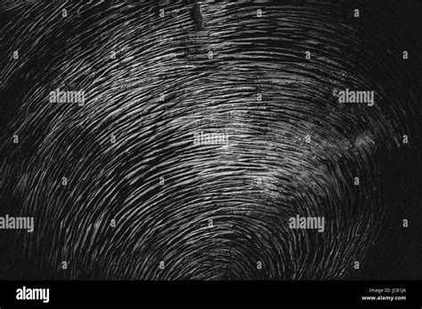 Tree Bark Texture Black And White Stock Photo Alamy