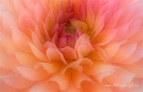 Softsharp In Camera Multiple Exposure Technique