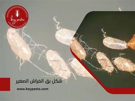 كيف يبدو شكل البق الصغير ؟ Key Pests