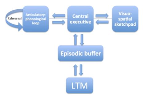 Memory Flashcards Quizlet