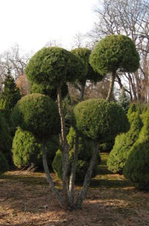 Juniperus Chinensis ‘mint Julip Pom Pom Hickory Hollow Nursery And Garden Center