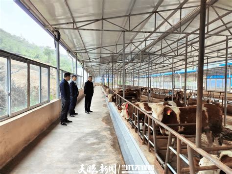 镇远农商银行1 1亿元支农再贷款助力养殖业发展 创业 肉牛 涌溪乡