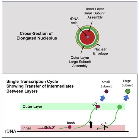Interior Organization Of The Nucleolus Discovered