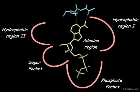 Introduction To Protein Ligand Binding Drug Design Org