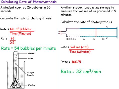 Rate Of Photosynthesis Teaching Resources