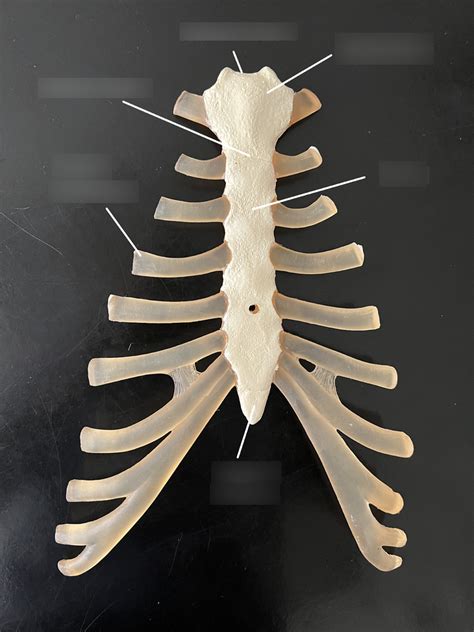 Sternum Bones Diagram Quizlet