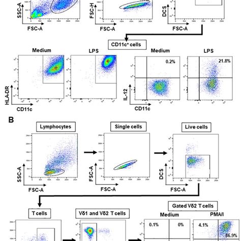 Gating Strategy For The Detection Of Activated And Cytokine Producing