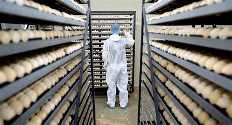 Formaldehyde Chemical Detection Badges Morphix Technologies