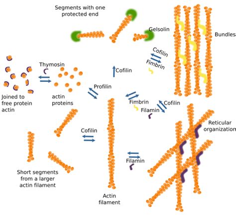 Actin Filaments In A Cell
