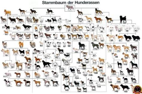 繁殖优秀犬只的秘诀——简要解读犬类的遗传密码（一） 知乎