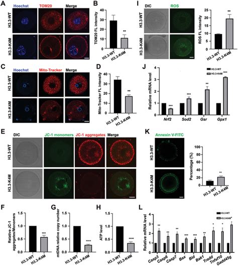 Mitochondrial Dysfunction In H33‐k4m Oocytes A Immunofluorescence